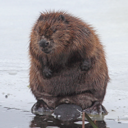 Bobr.Kurwa — все посты пользователя