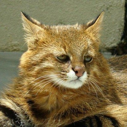 Catcoon — все посты пользователя