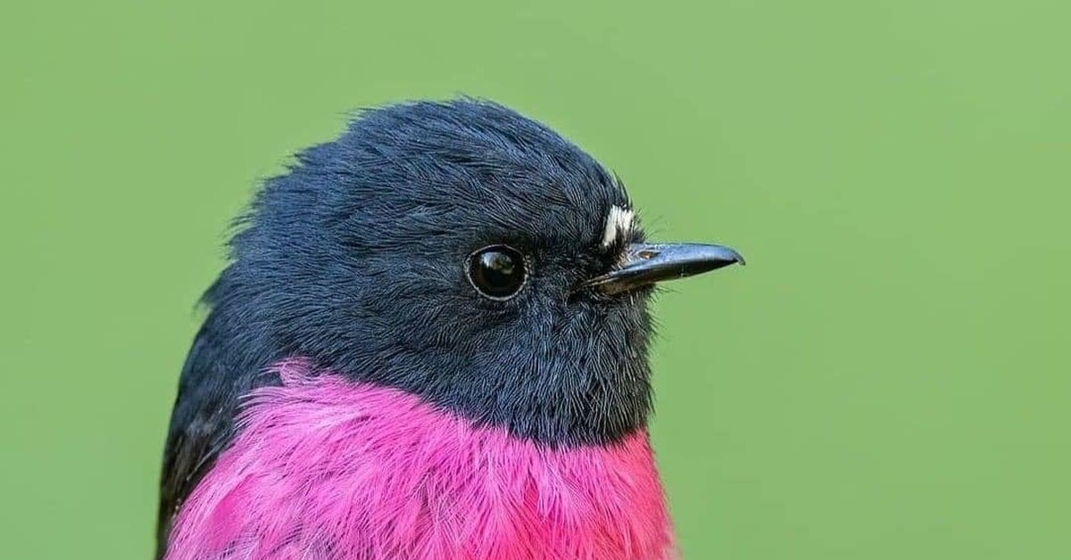 Angry bird | Пикабу