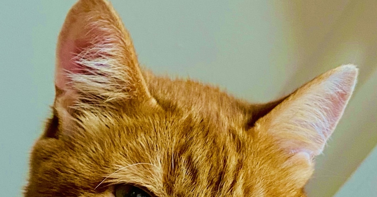 Знакомьтесь- Кузя) | Пикабу