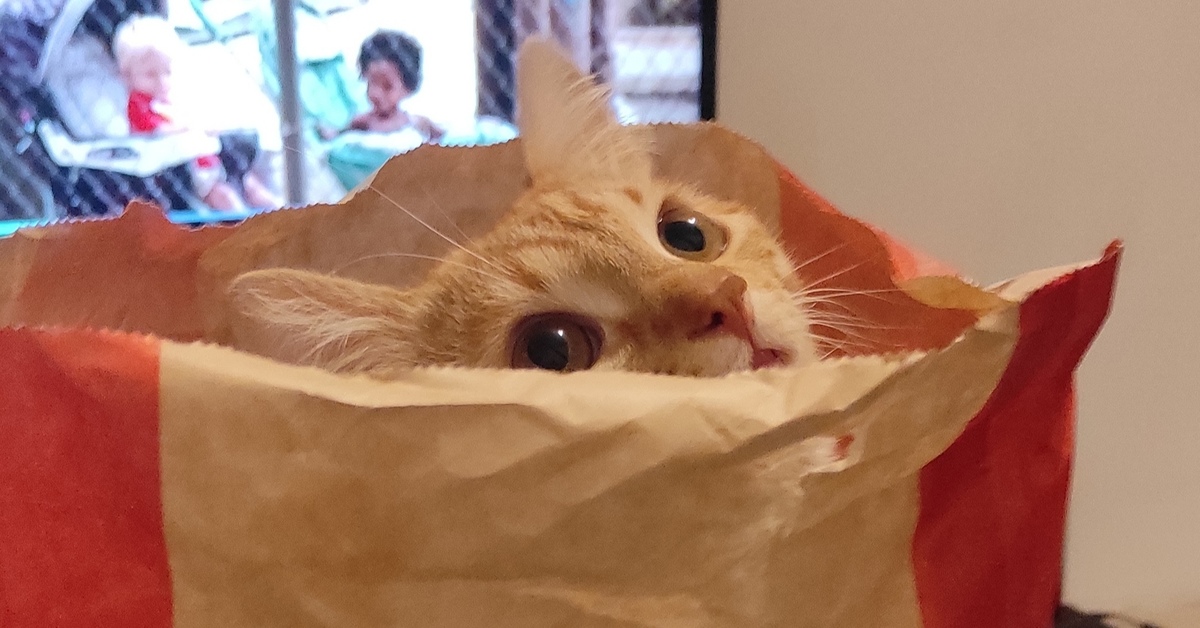 Kentucky Fried Cat | Пикабу