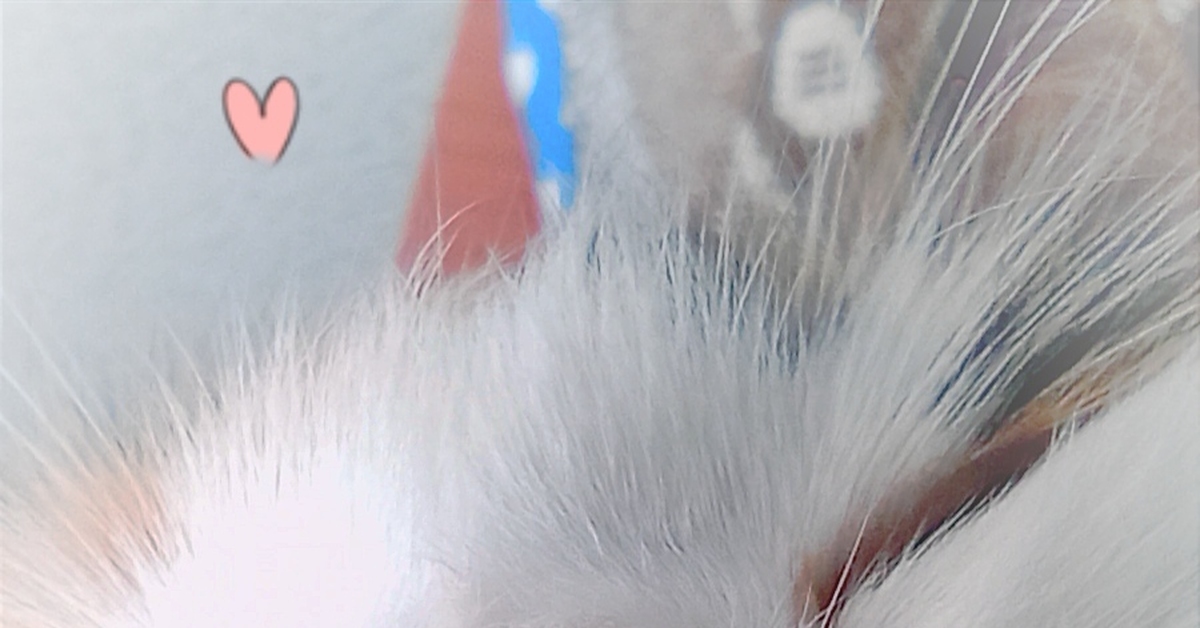 Tesla Model Purr | Пикабу