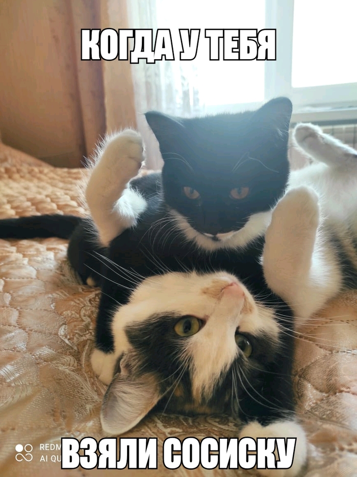 Мемы от меня с котами | Пикабу