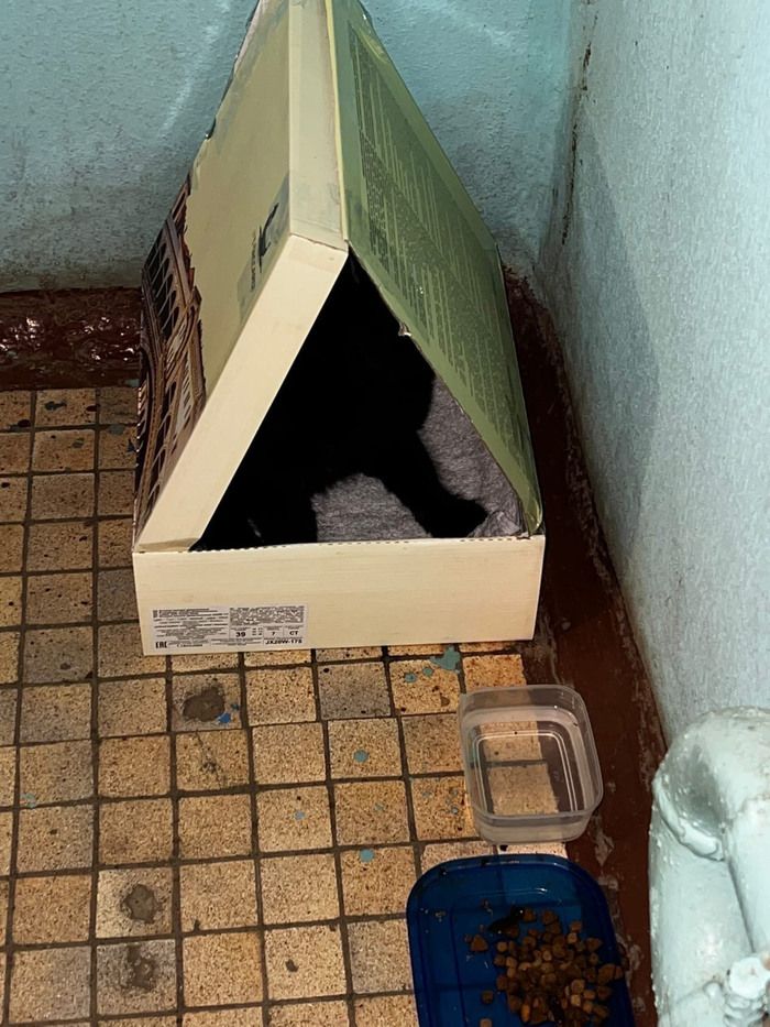 Кошкин дом | Пикабу