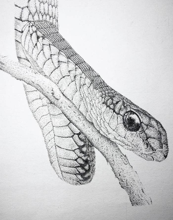 Snake dotwork | Пикабу