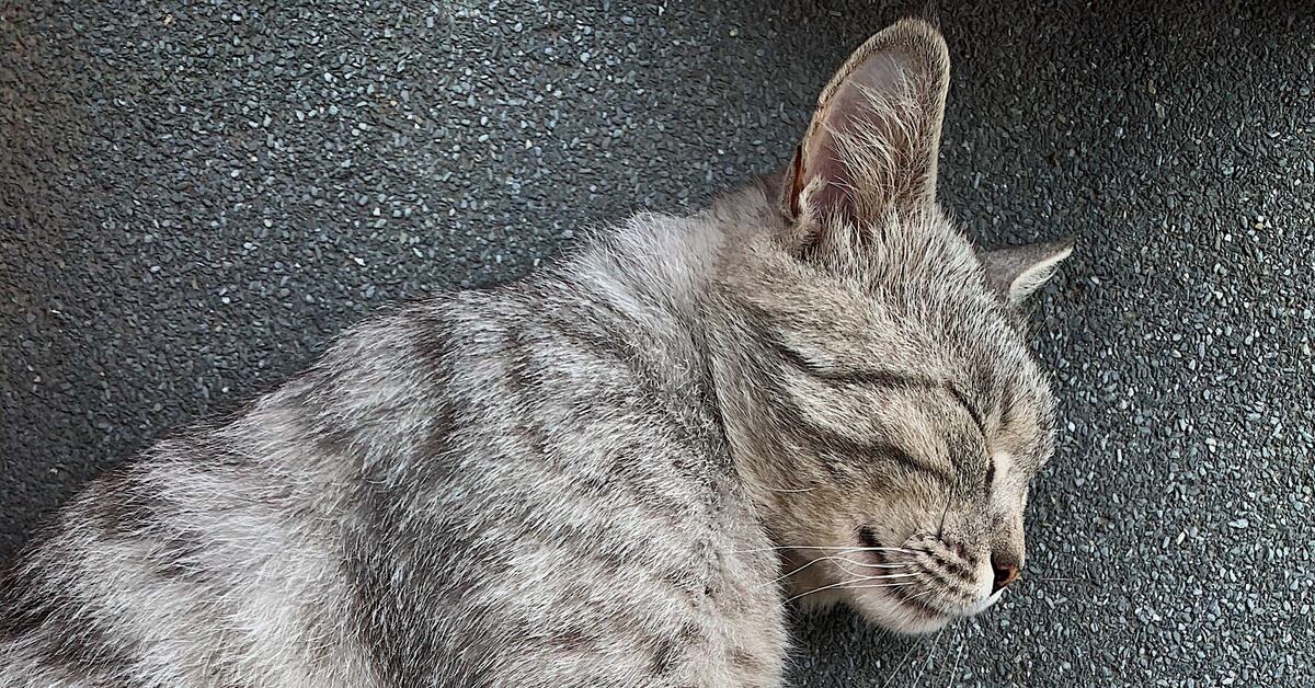 Zzz Пикабу