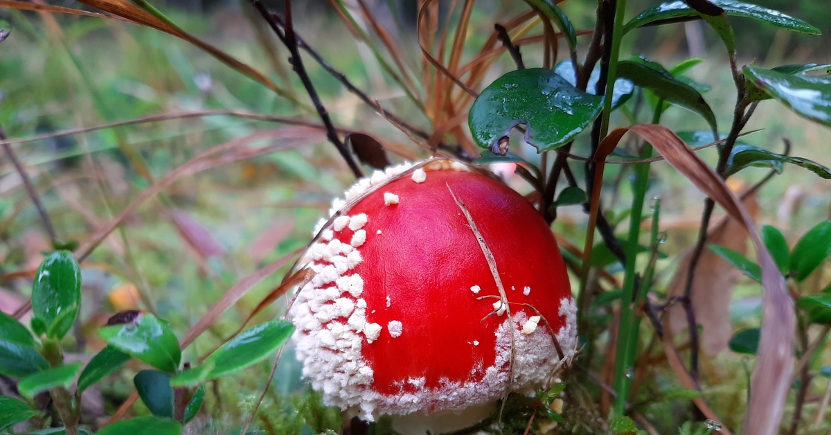 Мухомор тоже гриб | Пикабу