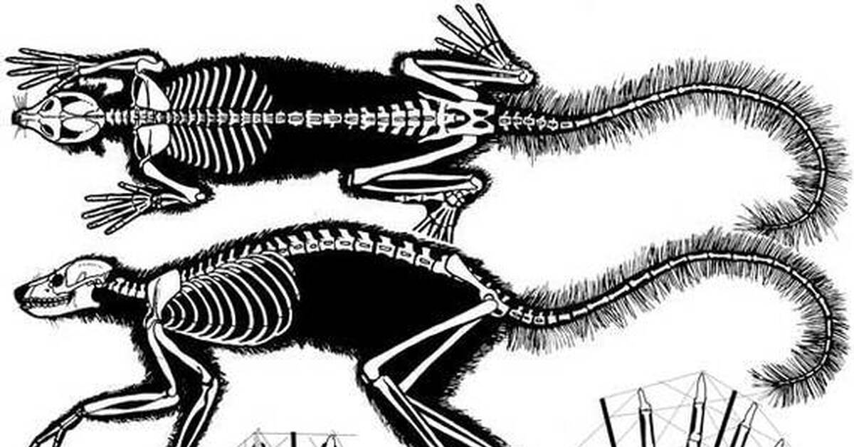Notharctus tenebrosus и его родня | Пикабу