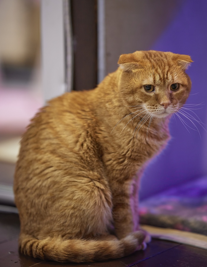 Котокафе (Москва) | Пикабу