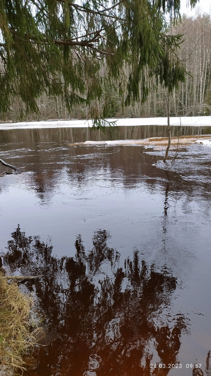 Весна в Ленинградской области | Пикабу