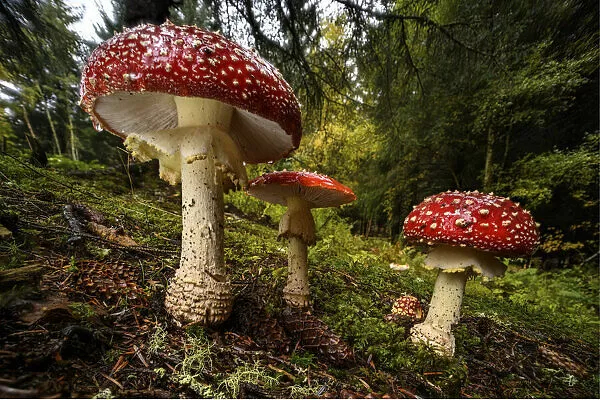Долгосрочный микродозинг мухоморами. Последствия | Пикабу