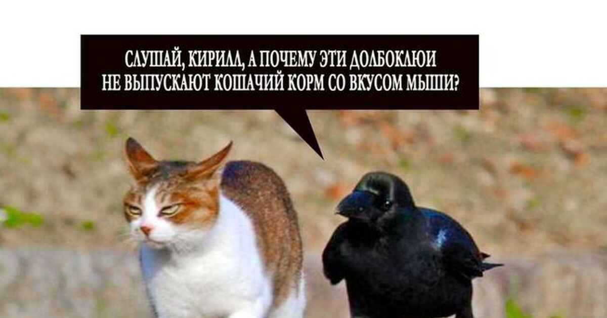 Кошачий корм | Пикабу