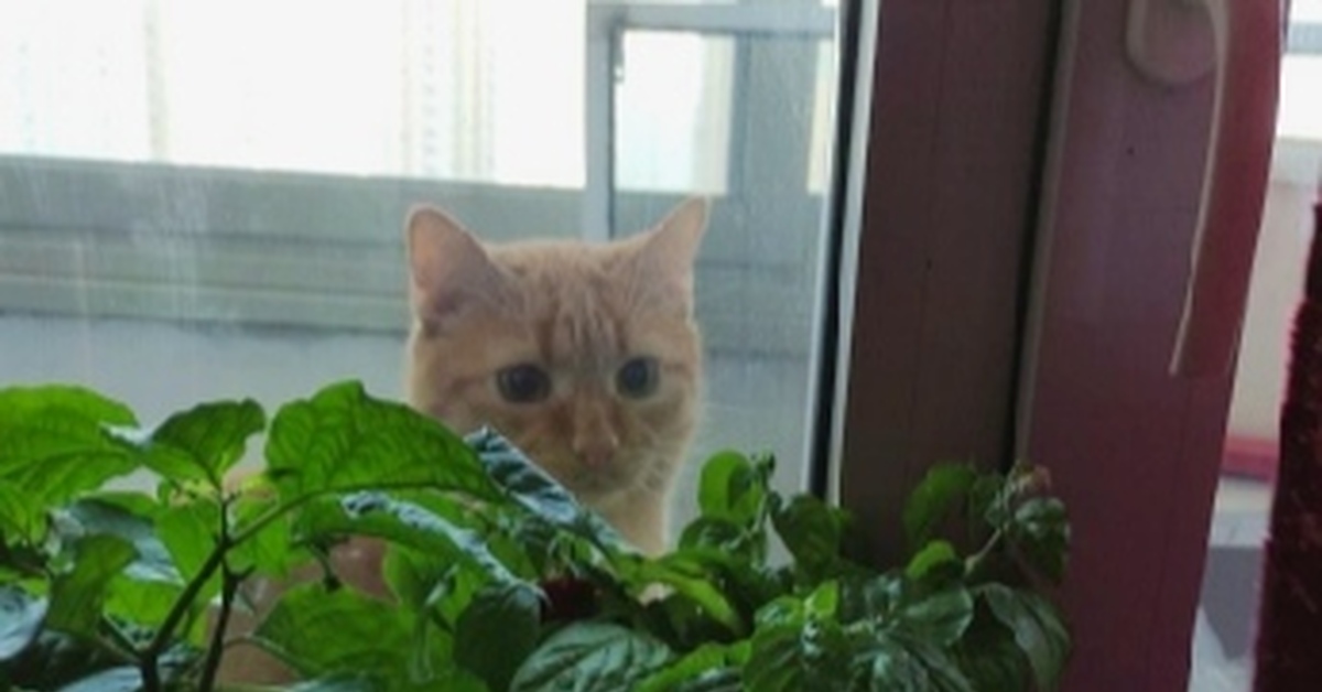 Кот в окне | Пикабу