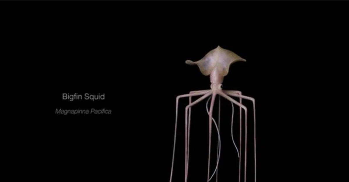 Кальмар-паутина род Magnapinna - 11.05.23 17:39 | Пикабу