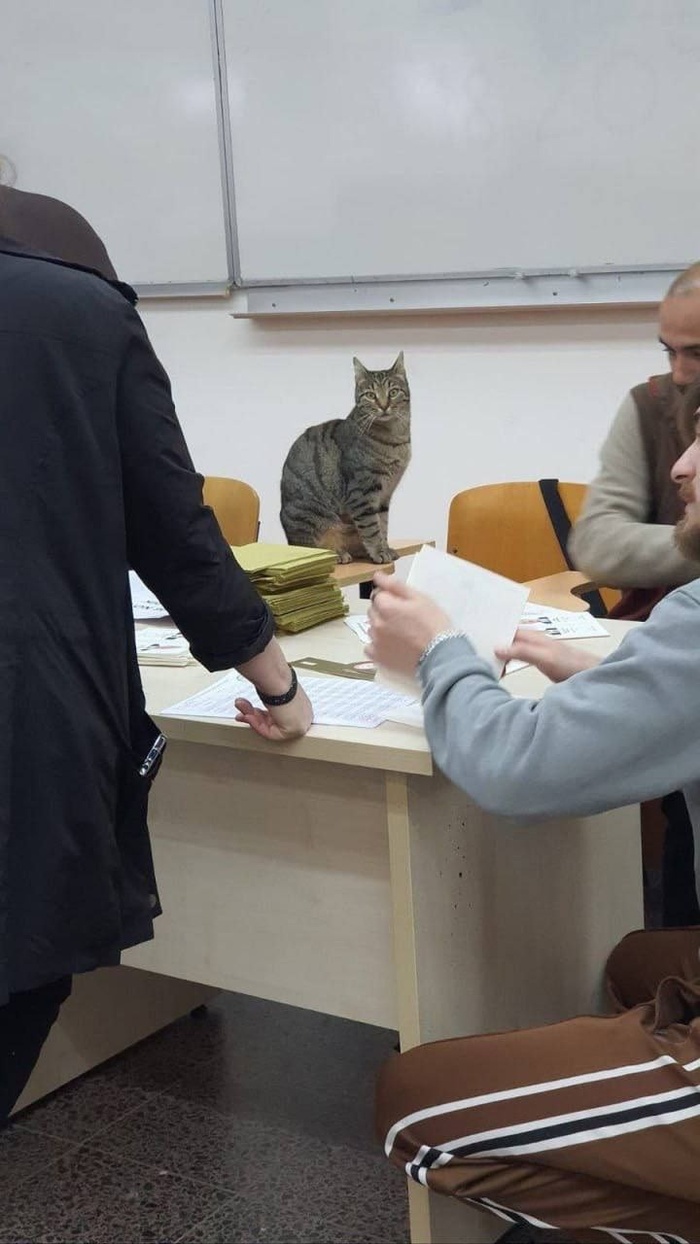 Коты-наблюдатели за ходом выборов в Турции | Пикабу