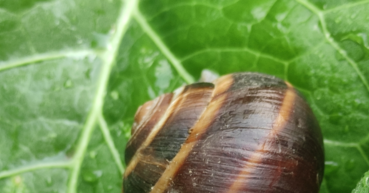 Гэри Уилсон-младший на прогуке | Пикабу