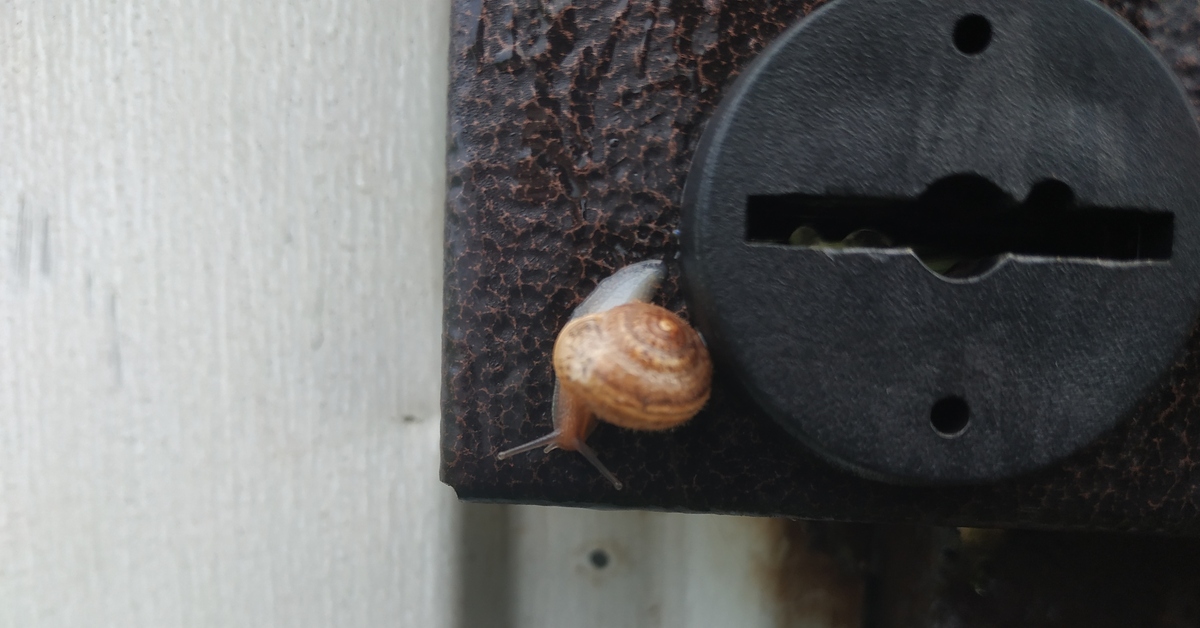 Улитка | Пикабу