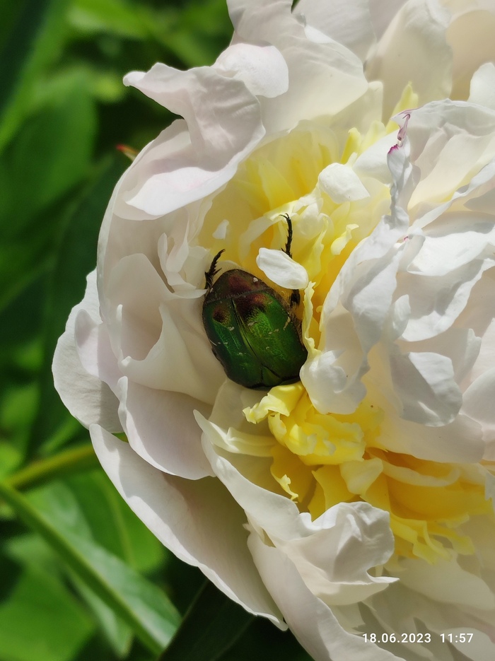 Цветочки | Пикабу