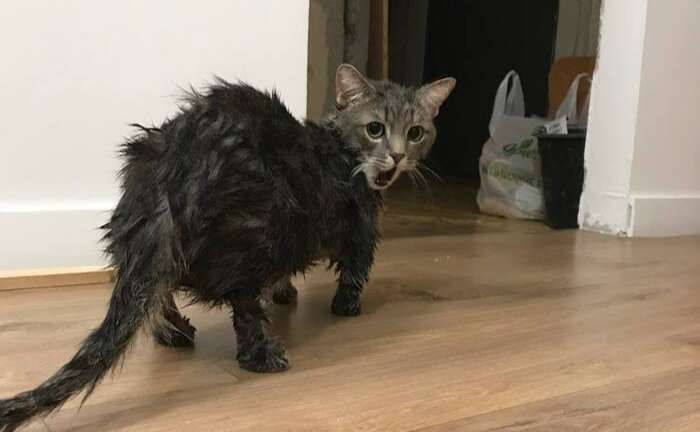 Котики не любят водичку | Пикабу