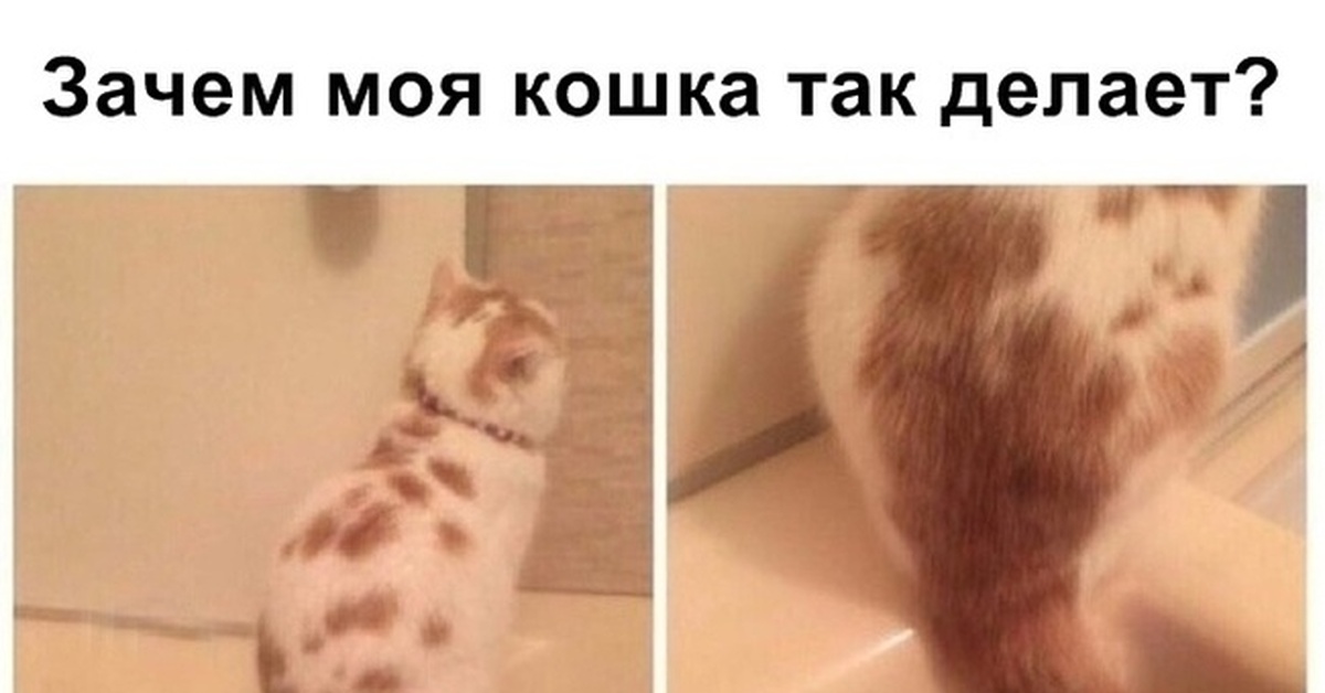 Ловля на хвост) | Пикабу