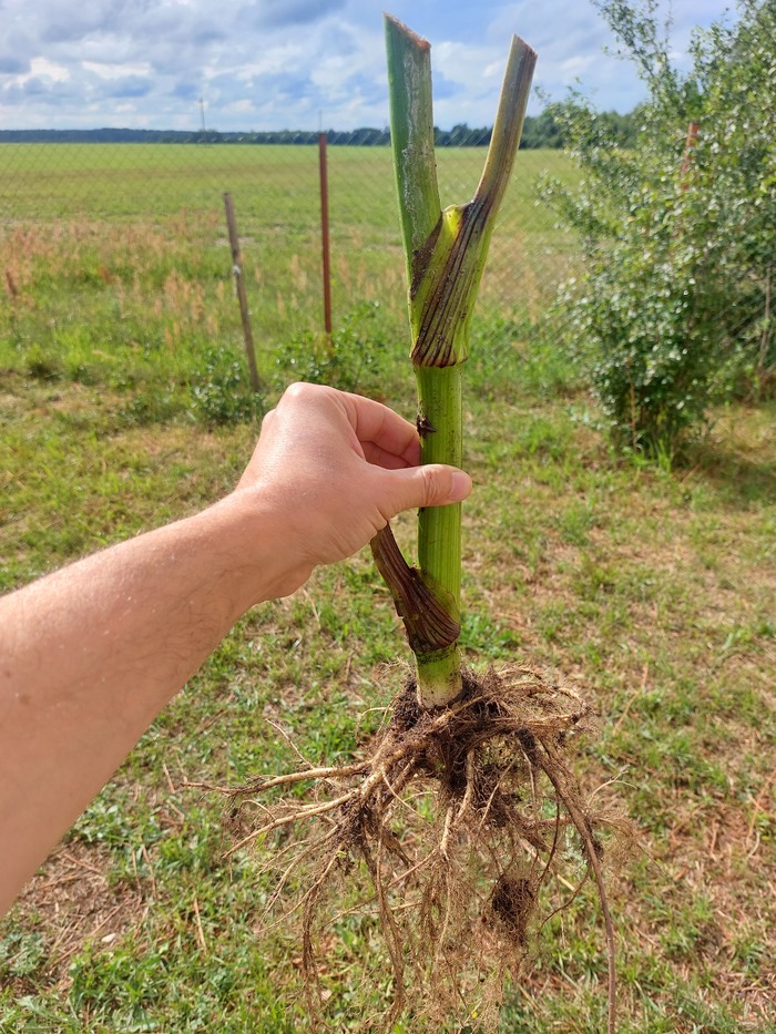 Как избавиться от борщевика | Пикабу