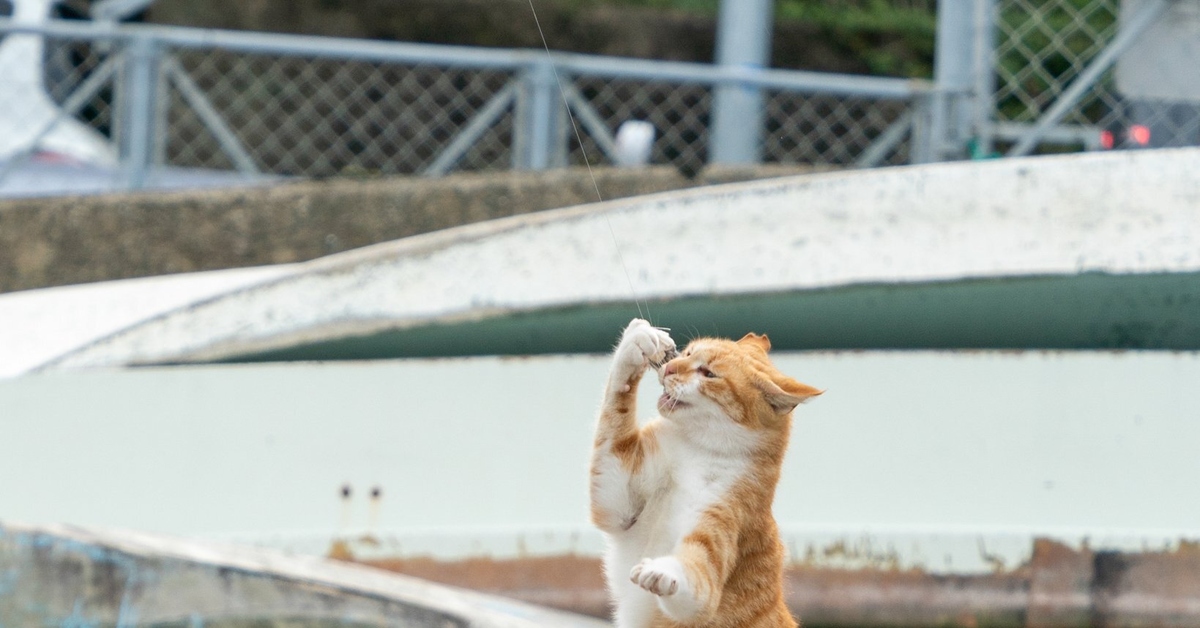 Летно-котовое [ из тви @mah_63n ] | Пикабу