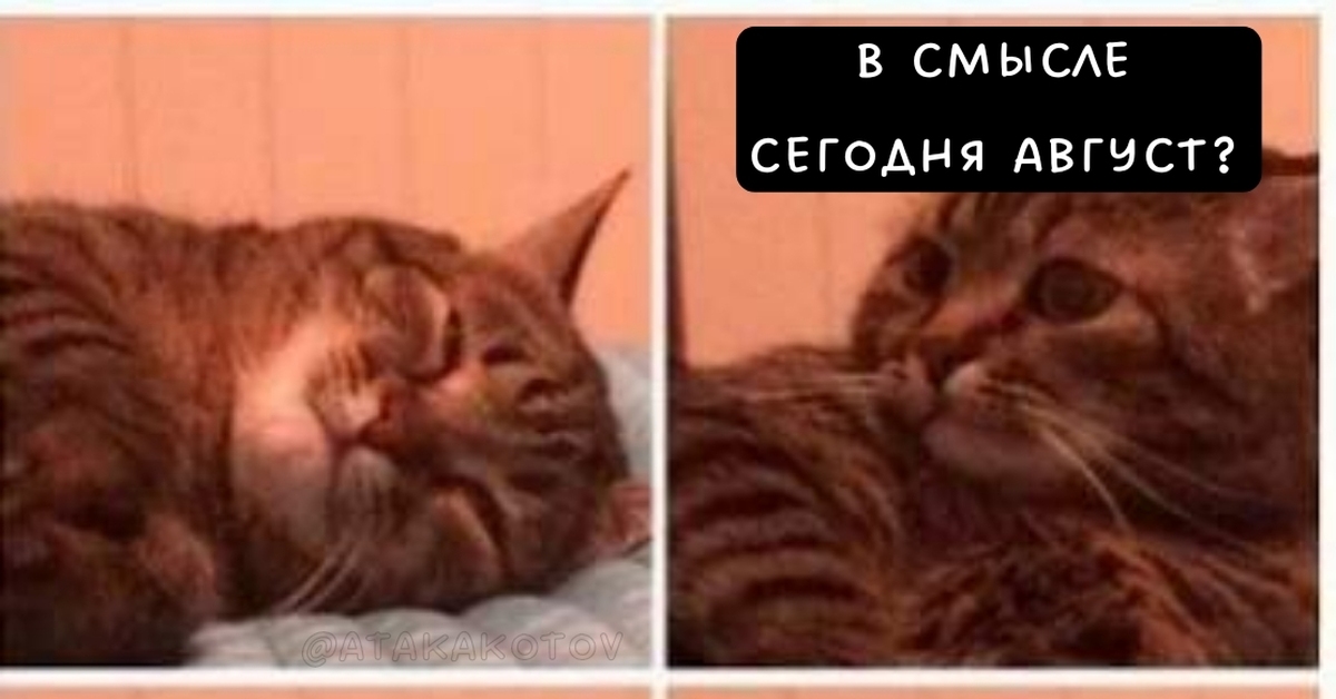 В смысле сегодня август? | Пикабу
