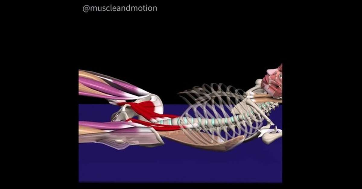 Hollow Body Flutter Kicks | Пикабу