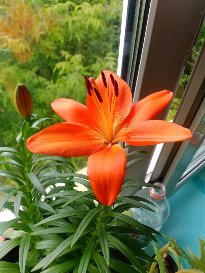 Лилейники | Пикабу