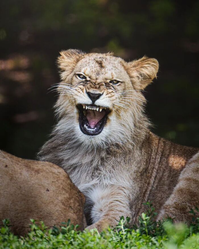 Berberyjski Barbarzyca - 12.09.23 10:39 | Пикабу
