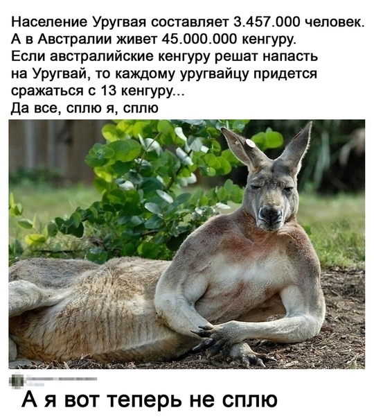 Все мы немного кенгуру... | Пикабу