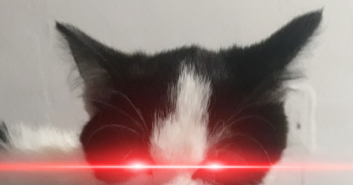 Terminator cat edition | Пикабу