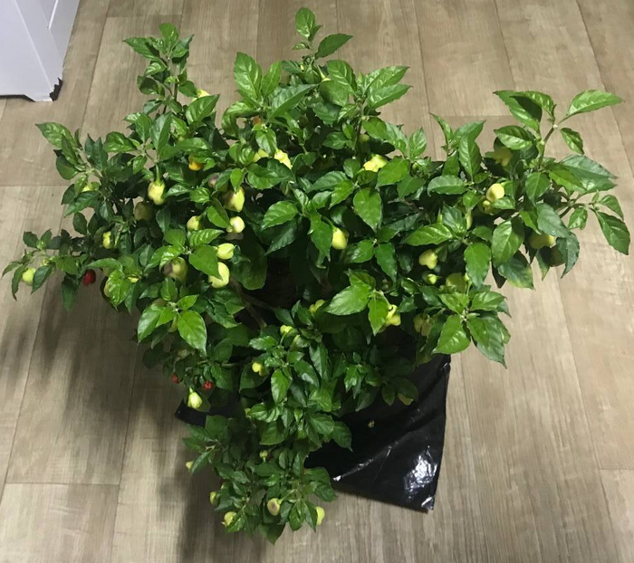 Carolina Reaper подготовка к зимовке Пикабу