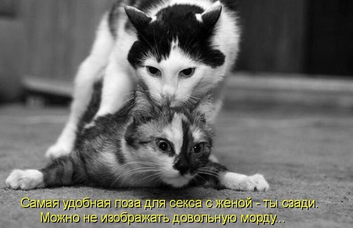 Секреты кошек | Пикабу