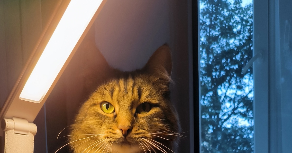 Мой котоламп | Пикабу