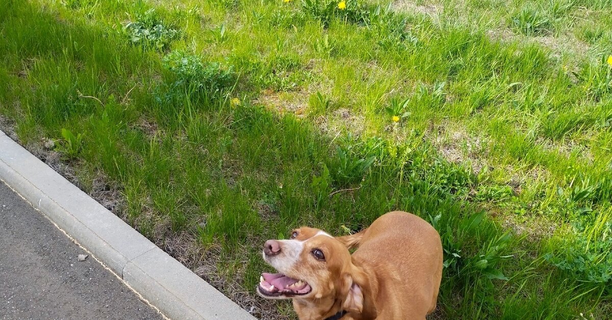 Про собаку | Пикабу