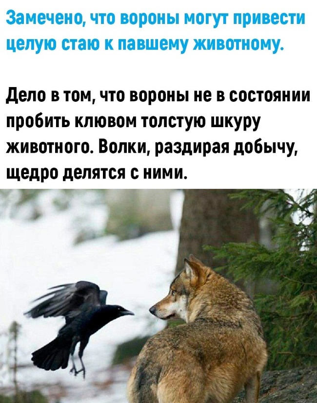 Симбиоз | Пикабу