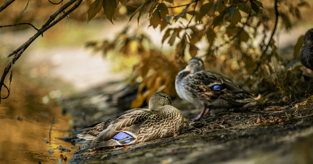 Утиные истории | Пикабу