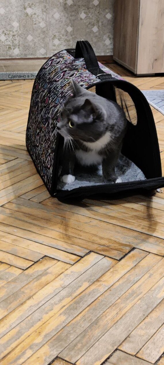 Продолжение поста «Кото гномик Лева ищет дом Примерно 4 5 лет Кастрирован привит обработан