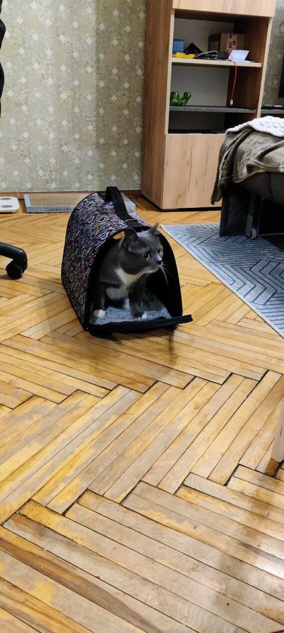 Продолжение поста «Кото гномик Лева ищет дом Примерно 4 5 лет Кастрирован привит обработан