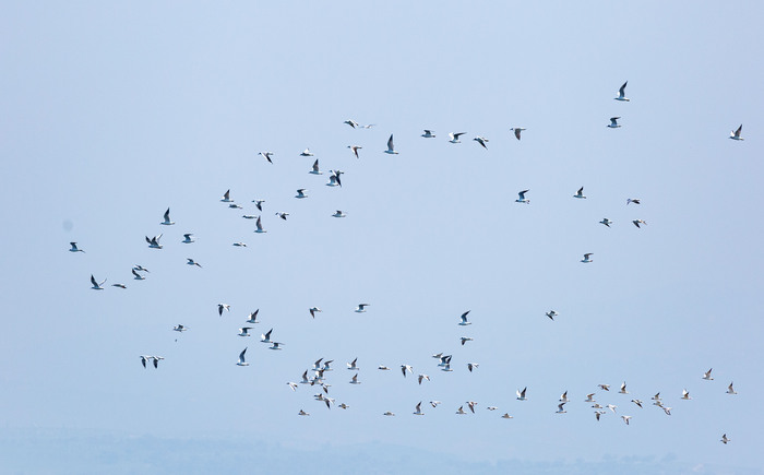 Наблюдение за птицами | Пикабу