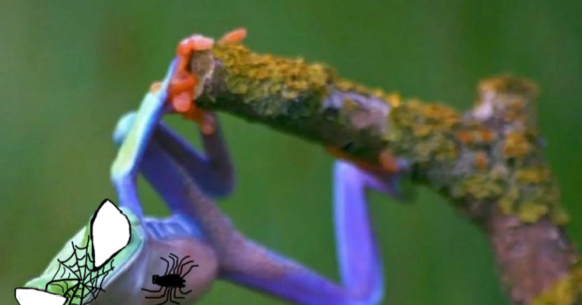 Spider !FROG! | Пикабу