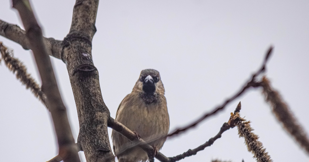 Angry воробей | Пикабу