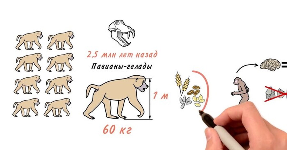 Ответ PolyDoc в «Про веганов» | Пикабу
