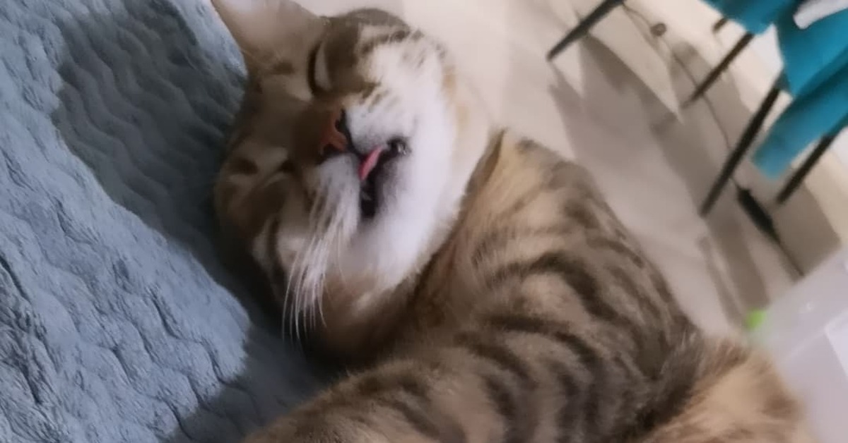 Спокойной ночи | Пикабу