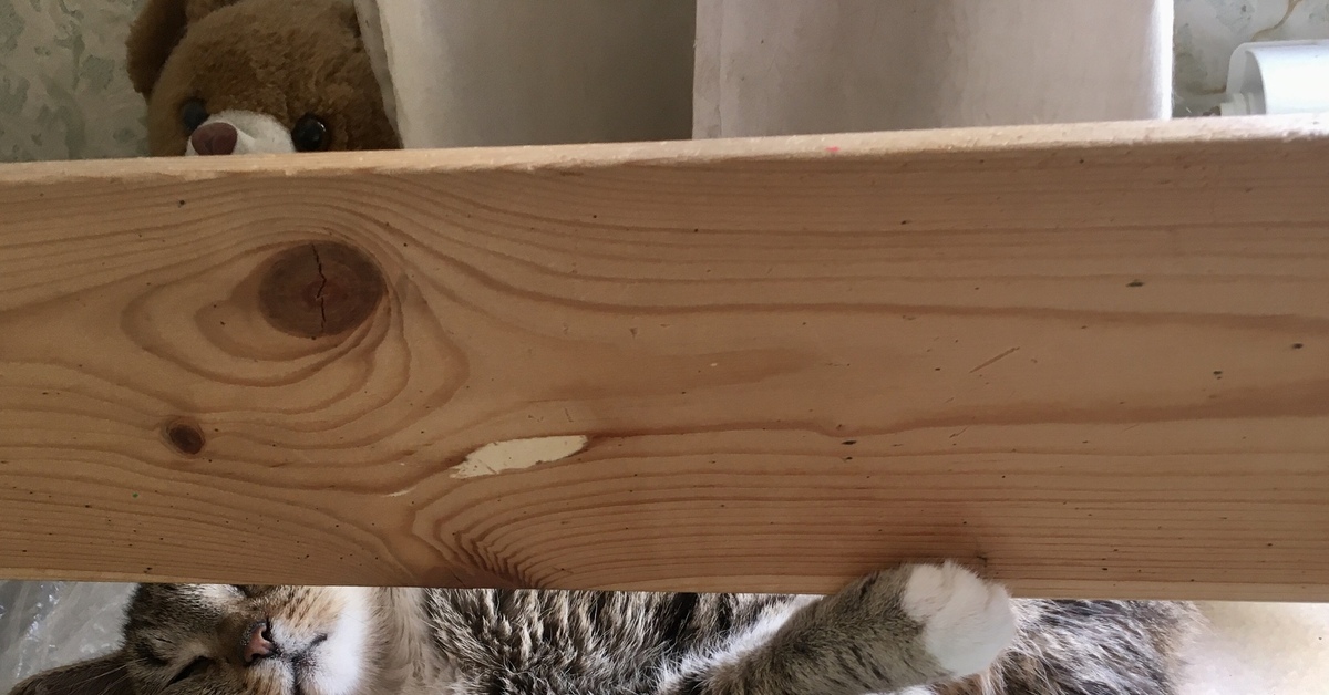 Котолапки | Пикабу