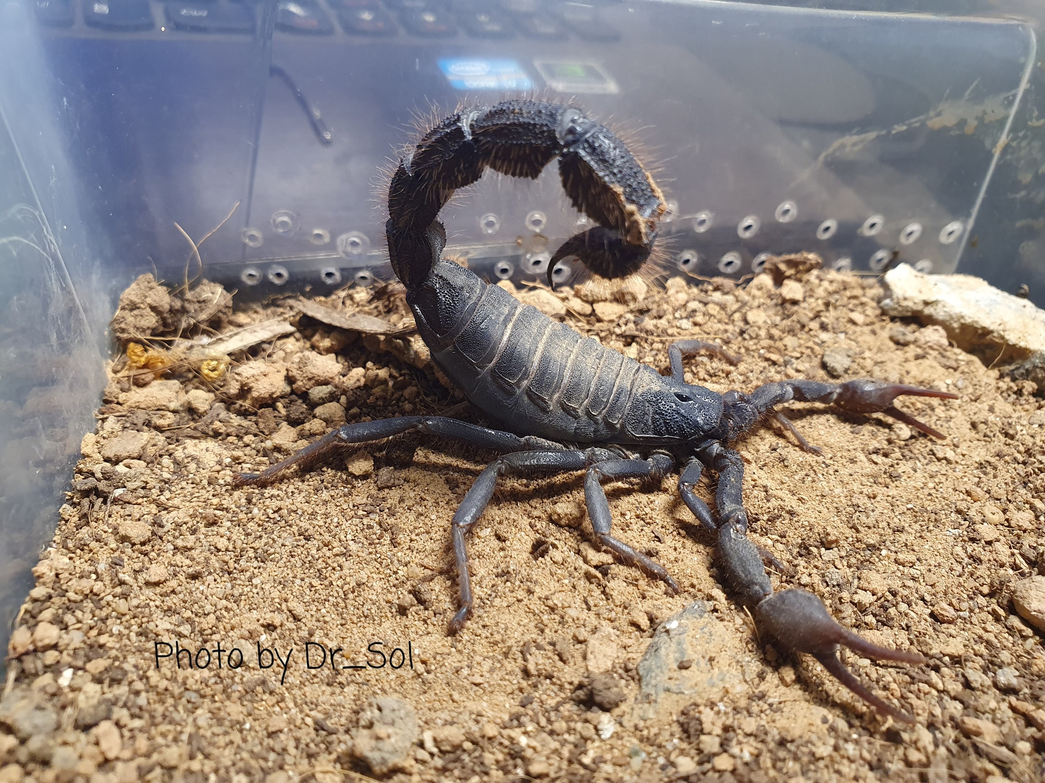 Скорпионов пост - 27.03.21 17:39 | Пикабу