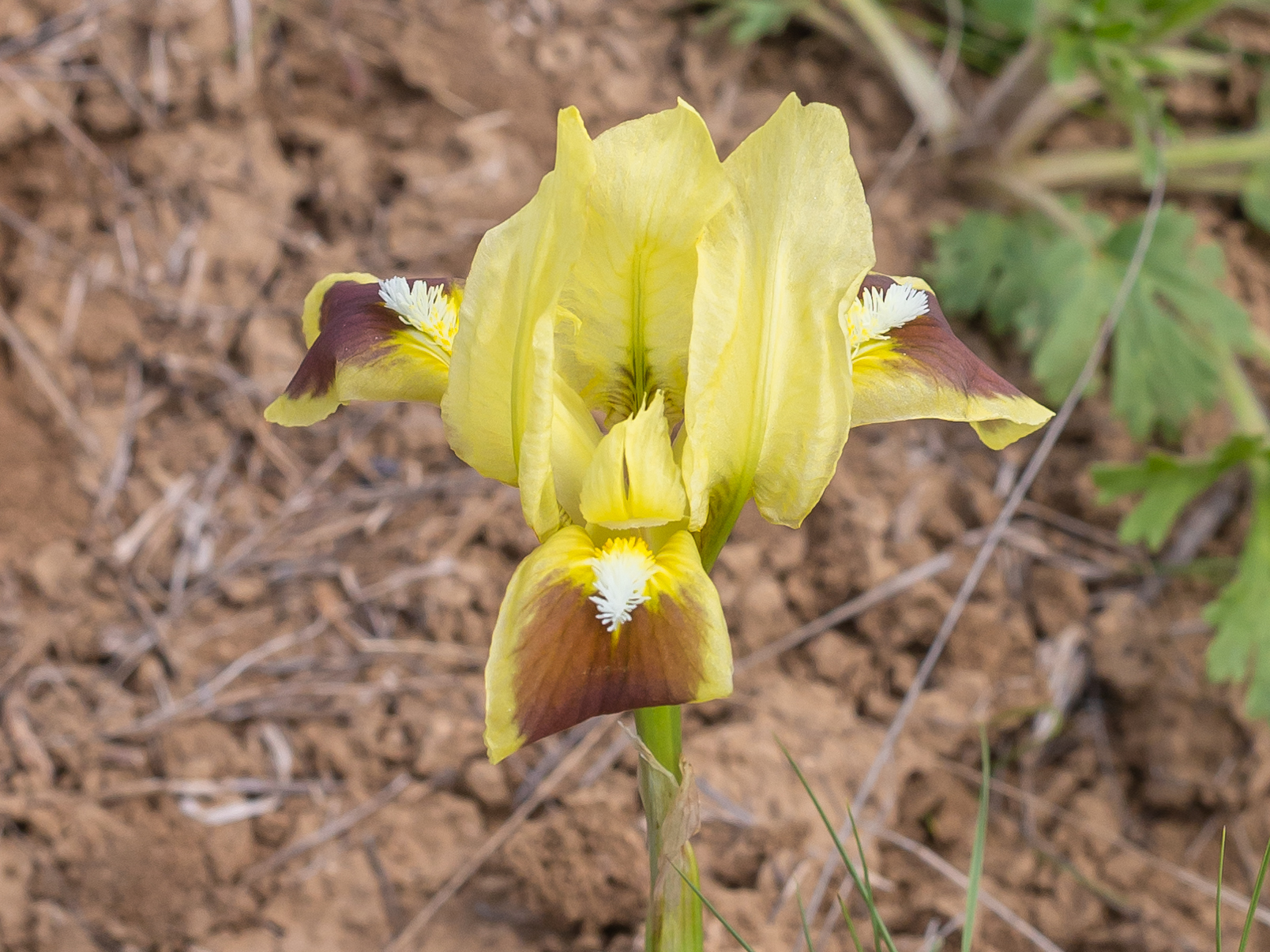 Край тюльпанов - берега Маныча | Пикабу
