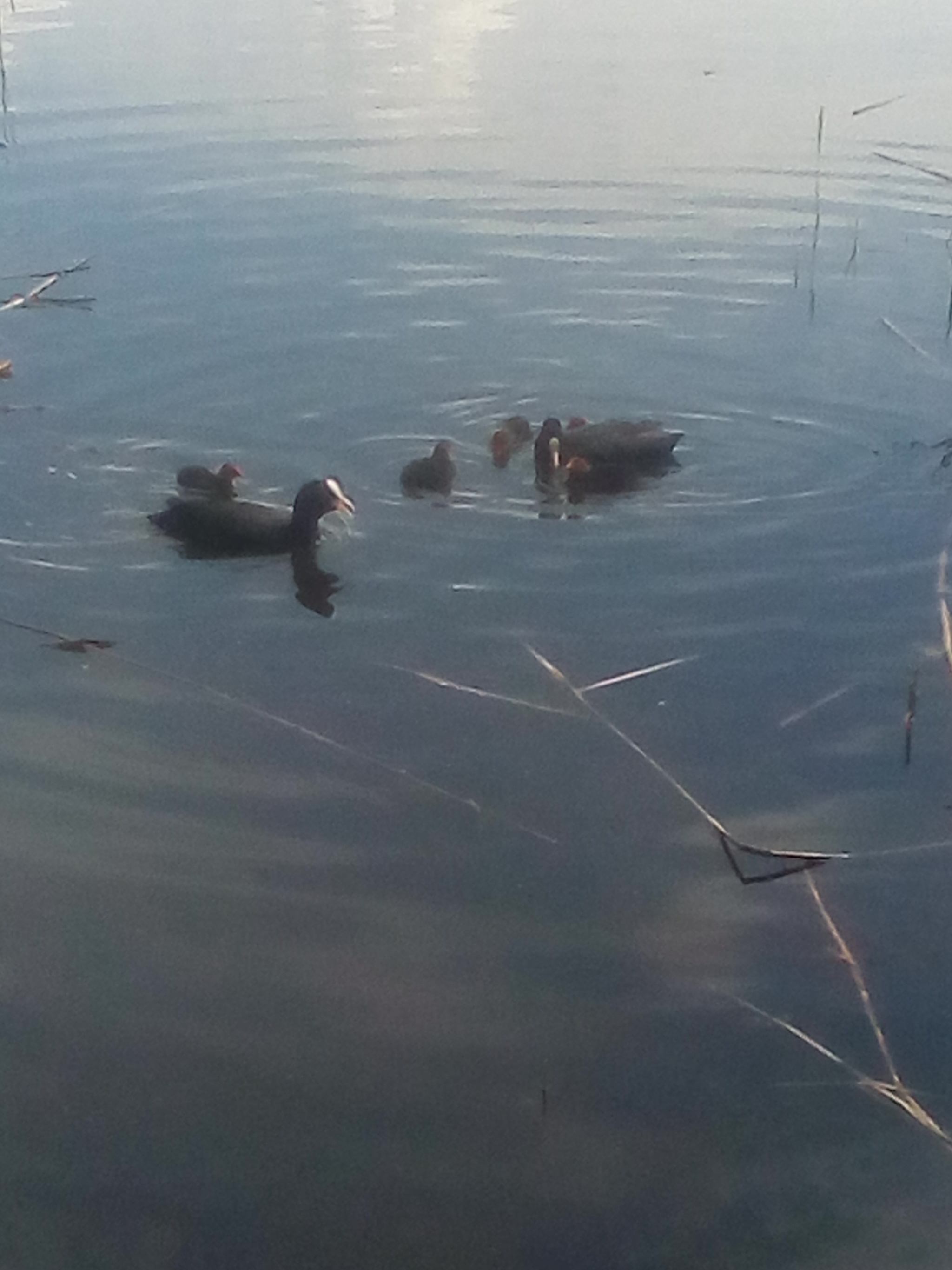 Ути пути | Пикабу