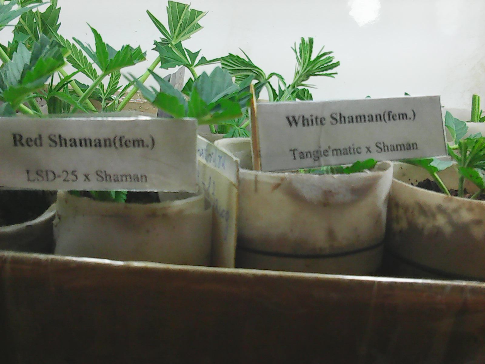 Весёлые печеньки... | Пикабу